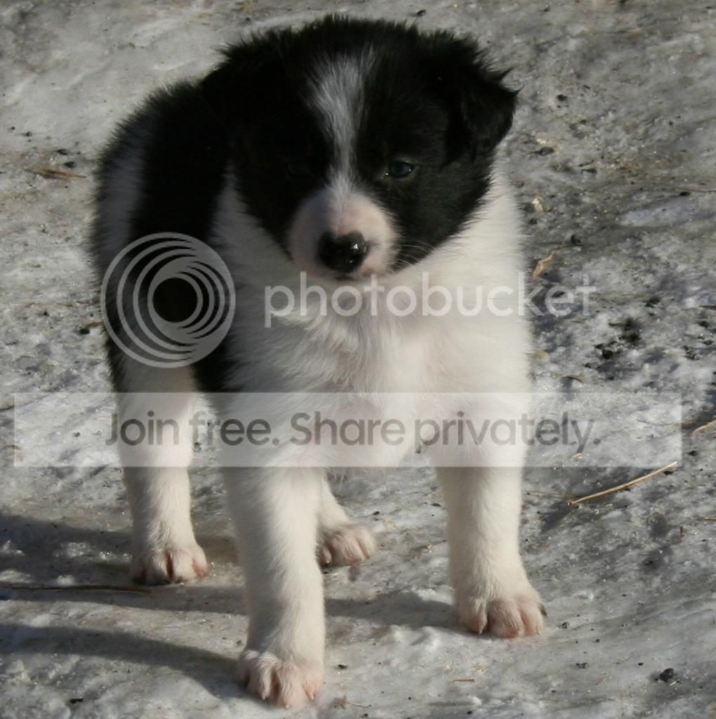 Border Collie valper. - Annet selges - LRforum