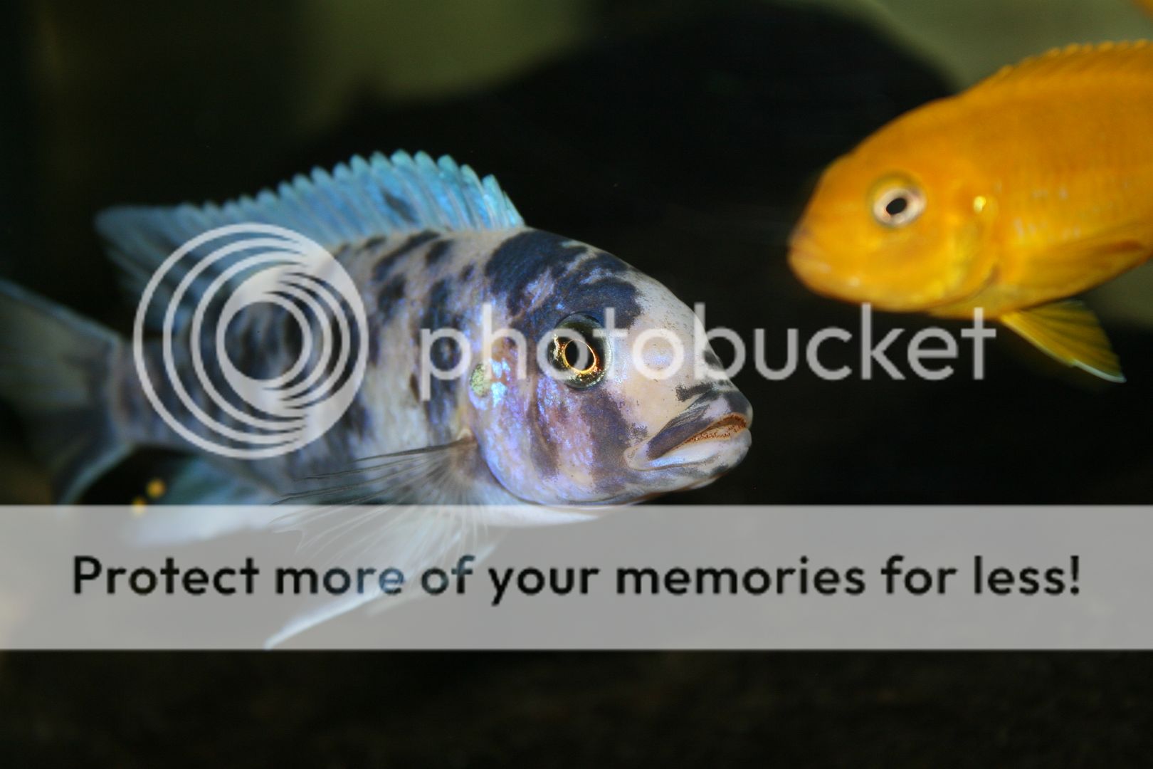 Metriaclima callainos OB Makonde (wild caught) | Cichlid Fish Forum