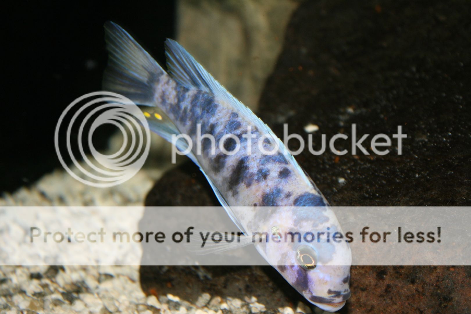 Metriaclima callainos OB Makonde (wild caught) | Cichlid Fish Forum