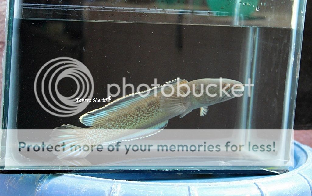 My Channa from India and Rest of the World | Page 25 ...