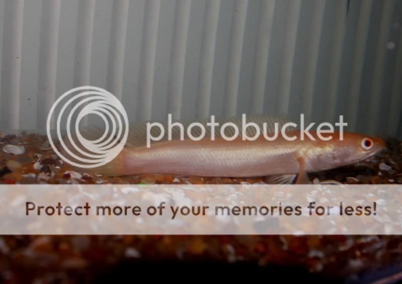 My Channa from India and Rest of the World | MonsterFishKeepers.com